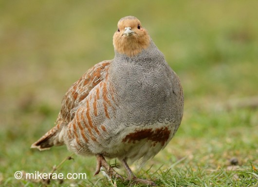 English Partridge - Honeychop