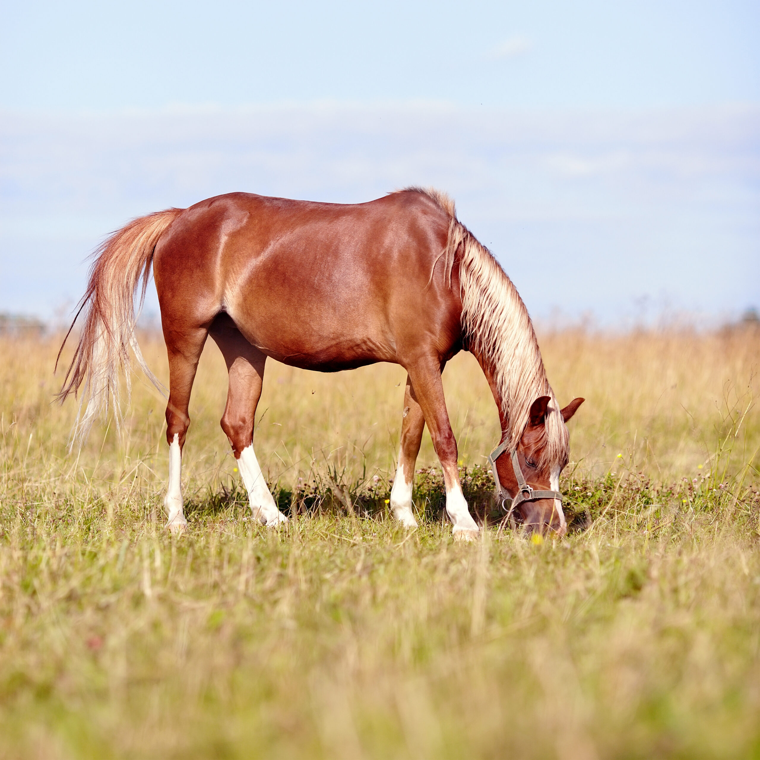 The Red Horse Is Grazed - Honeychop