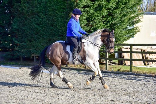 Mallenders and Sallenders - Honeychop