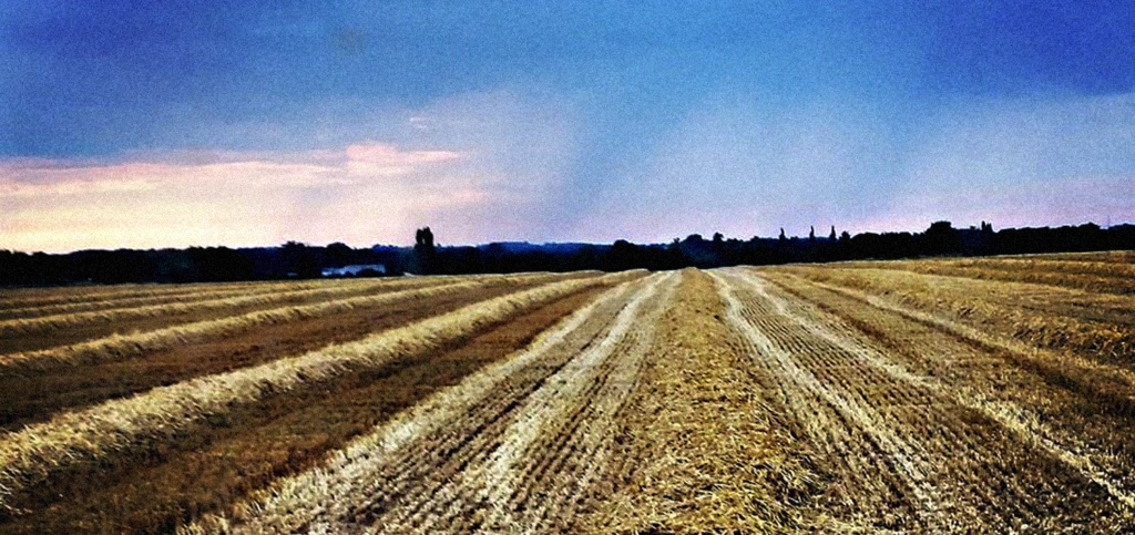 Farm noise - Honeychop