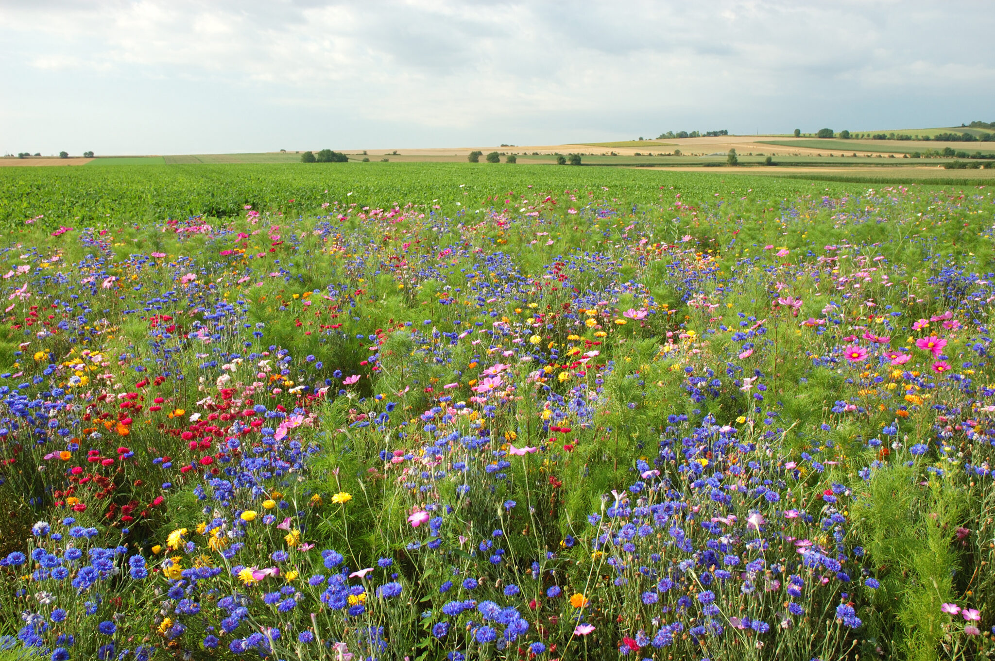 Field Of Wild Flowers - Honeychop