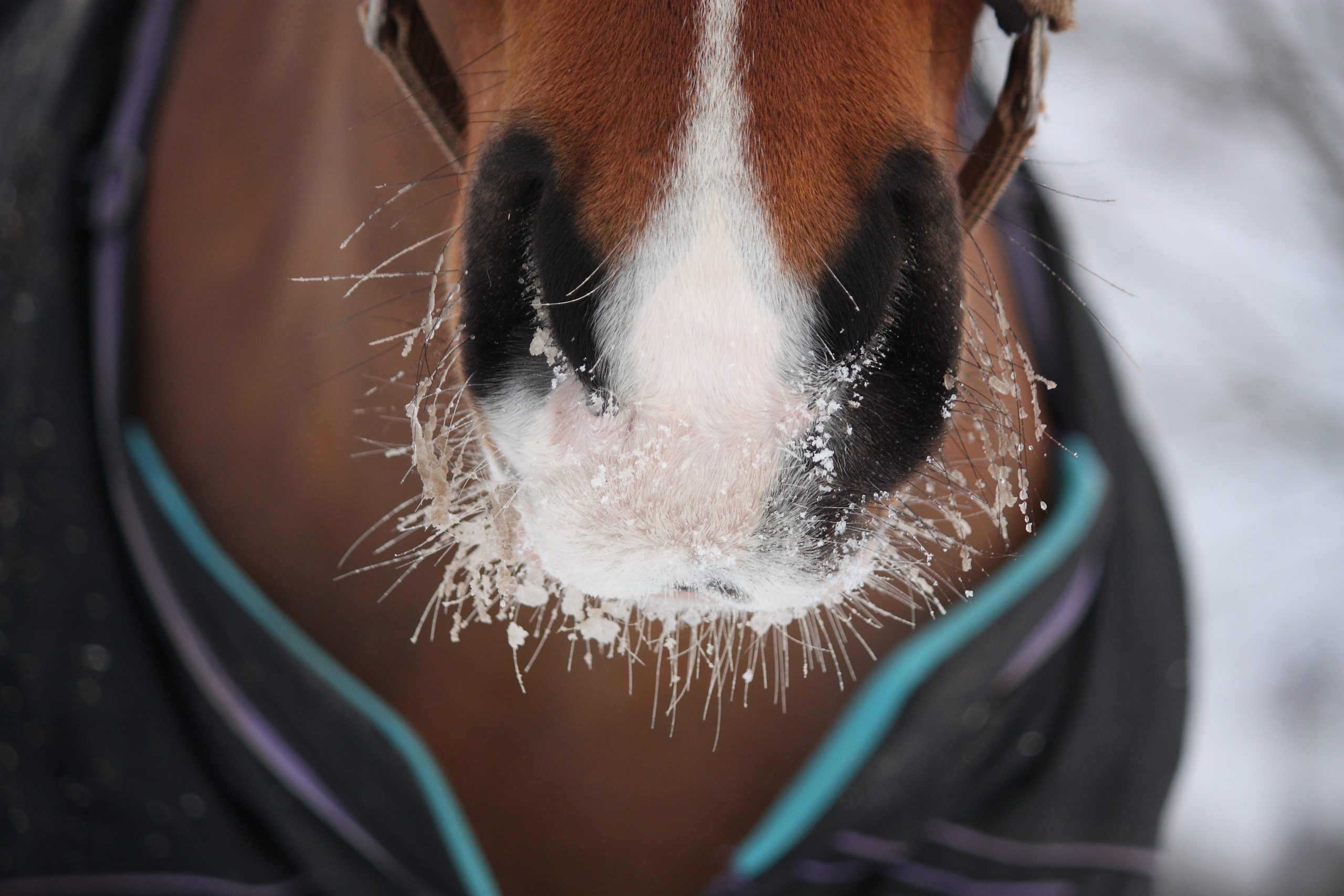 Close Up Of Bay Horse Nuzzle - Honeychop